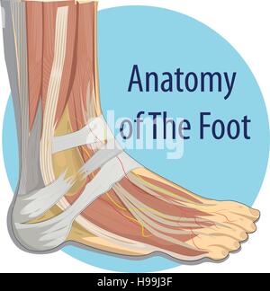 vector illustration of anatomy of the foot bones Stock Vector Image ...