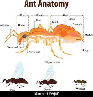 Vector illustration silhouette of ant Stock Vector Image & Art - Alamy