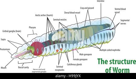 The structure of the pork tapeworm. Vector illustration on isolated ...