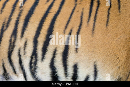 Close-up texture of real tiger skin Stock Photo - Alamy