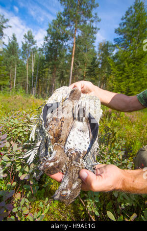 Hazel grouses on a stub and a gun Stock Photo - Alamy
