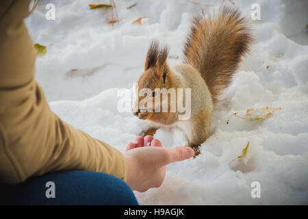 Hands of man feeding nuts to squirrel Stock Photo - Alamy