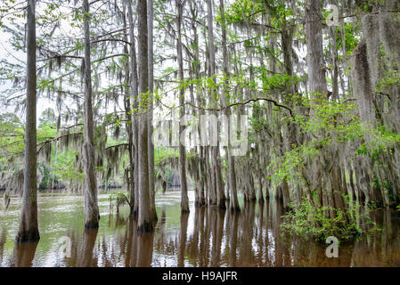 Caddo Lake State Park Stock Photo - Alamy
