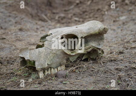 Skull in the Dirt Stock Photo - Alamy
