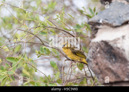 A female Taveta Golden Weaver perched in a tree Stock Photo - Alamy