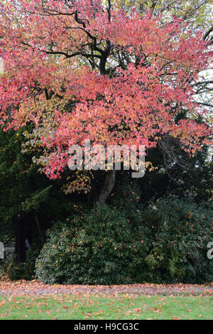 Tree in Autumn, Nottingham, England Stock Photo - Alamy