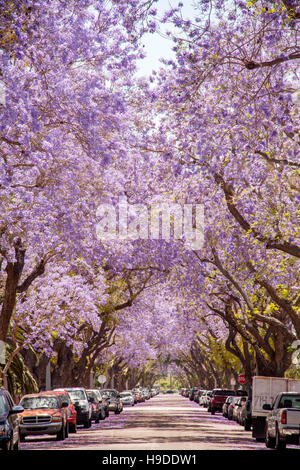 Tree and flower-lined road , Roads, Trees, Flowers, Tichnor Brothers ...