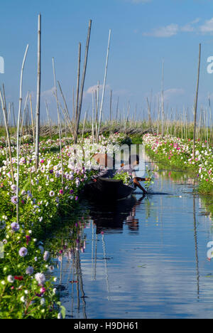 Local Intha women harvesting flowers in a floating garden on Inle Lake ...