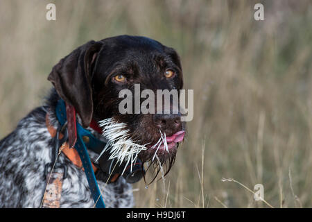 A hunting dog with a face full of Porcupine Quills Stock Photo - Alamy