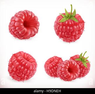 photo realistic raspberry vector illustration Stock Vector Image & Art ...