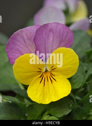viola purple mauve yellow flowers Stock Photo - Alamy