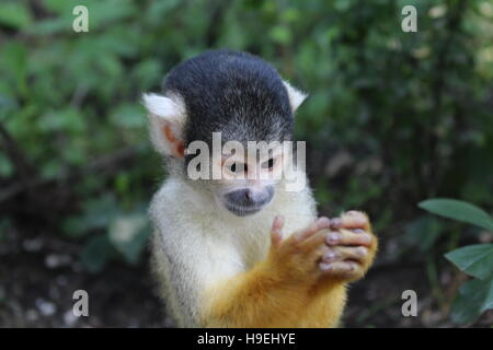 SQUIRREL MONKEY HAND Stock Photo - Alamy
