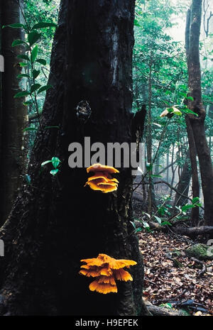 Orange Polypore fungus on tree. Koyna, Maharashtra, India Stock Photo ...