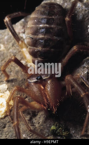 Camel spiders, Wind scorpions, Sun spiders, Solifuges (Galeodes granti ...