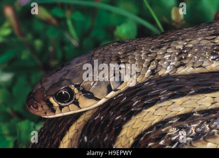 buff striped keelback snake ; Amphiesma stolatum ; Indian buff striped ...