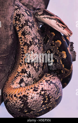INDIAN ROCK PYTHON. Python molurus molurus, non venomous. rare. Called ...