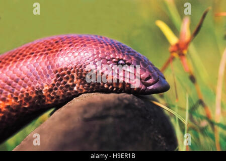 Eryx johni. John's Earth Boa. These snakes have a blunt tail. Non ...
