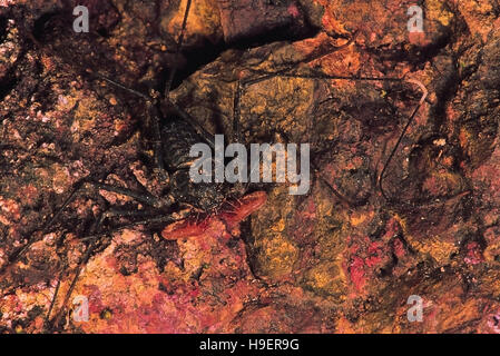 Amblypygid Phrynichus Phipsoni Rarely available Castle Rock Karnataka ...