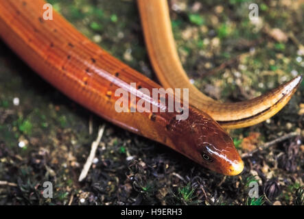BURMESE GLASS LIZARD OR ASIAN GLASS LIZARD, Ophisaurus Gracilis ...