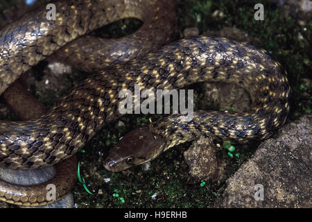 CHECKERED KEELBACK Xenochrophis piscator Non-venomous Common. Paniwala ...