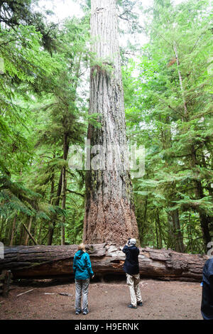 Canada, British Columbia, Redwood Forest, Giant Redwoods Stock Photo ...
