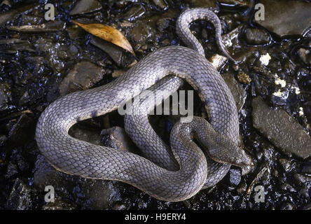 Cerberus rhynchops DOG-FACED WATER SNAKE. RIGHT VIEW OF HEAD. Shows ...
