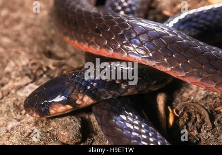 Calliophis Nigrescens. Variety: Khandallensis. Khandala Coral snake ...