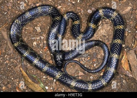 Travancore wolf snake, Lycodon travancoricus, Common, Idukki Wildlife ...