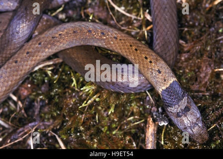 An adult Collared Black-headed Snake (Sibynophis collaris Stock Photo ...