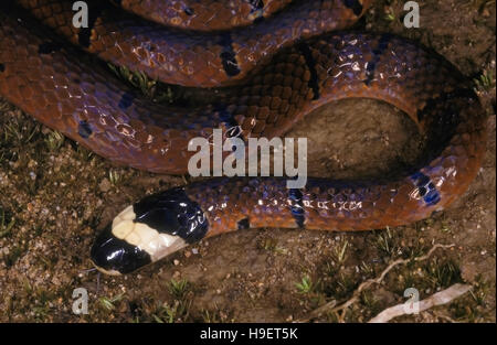 MacClelland's coral snake Sinomicrurus macclellandi Stock Photo - Alamy