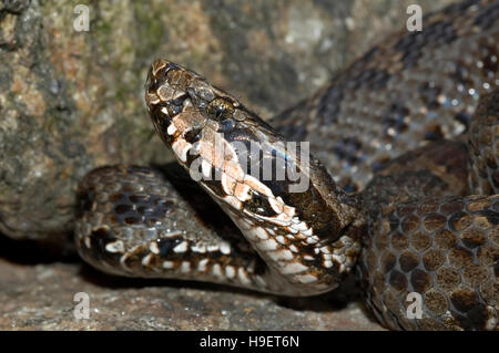 Himalayan Pit Viper Gloydius himalayanus, Uttaranchal, India Stock ...
