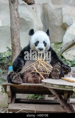 The close-up view of a giant panda laying on its back Stock Photo - Alamy