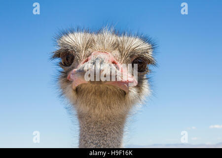 Portrait of one North African ostrich or red-necked ostrich Struthio ...