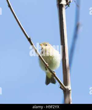 chaffinch fledgling perched on twig Stock Photo - Alamy