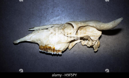 Bos Taurus skull Stock Photo - Alamy