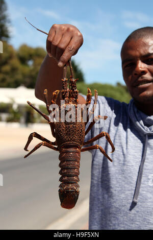 crayfish, kreef, lobster, Paternoster, West Coast, Western Cape, South ...