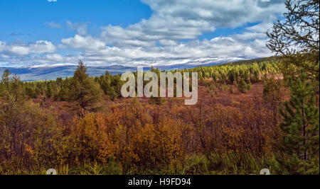 autumn Dwarfish birches in the Altai mountain Stock Photo - Alamy
