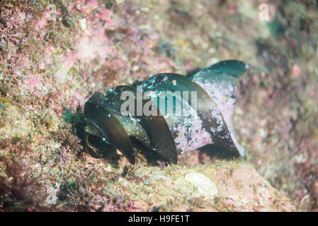 egg of Japanese bullhead shark on rock reef. at Owase, Mie, Japan ...
