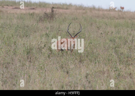 Impala looking into camera at Nairobi National Park, Nairobi, Kenya ...