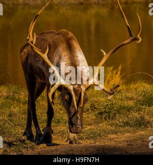 A bull Woodland Caribou in autumn Stock Photo - Alamy
