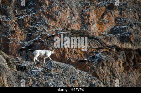 Dall sheep ram along the cliffs during the rut season Stock Photo - Alamy