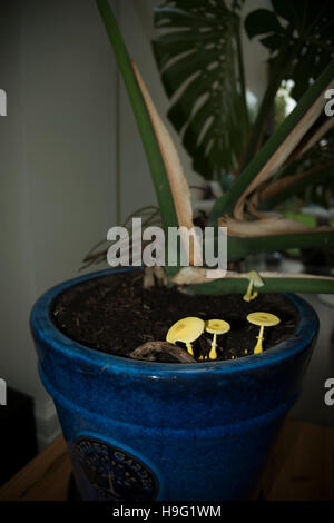 Plantpot Dapperling Fungus Leucocoprinus birnbaumii (also known as ...