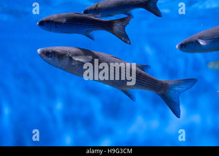 Thicklip grey mullets (Chelon labrosus) in Mediterranean Sea Stock ...