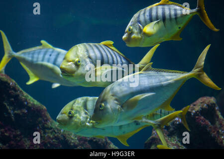 Golden trevally (Gnathanodon speciosus), also known as the golden ...