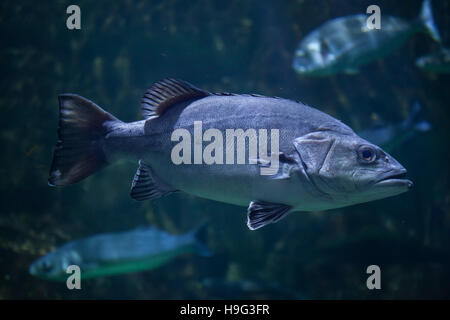 Polyprion americanus, Wreckfish, stone bass, a big Atlantic fish ...