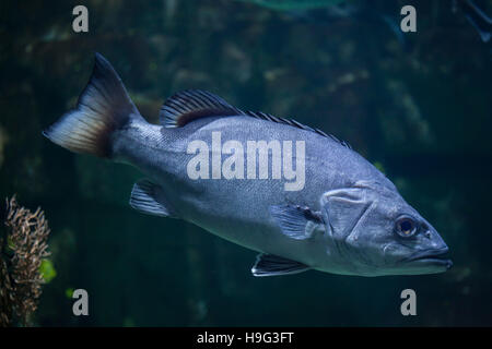 Atlantic wreckfish (Polyprion americanus), also known as the stone bass ...