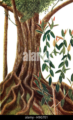 Rubber fig tree, Ficus elastica (Urostigma elasticum). Chromolithograph ...