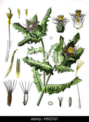 St. Benedict's thistle, blessed thistle, holy thistle or spotted ...