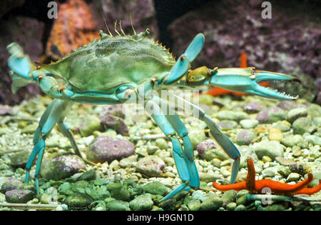 BLue crab inside an aquarium in Chicago Illinois Stock Photo - Alamy