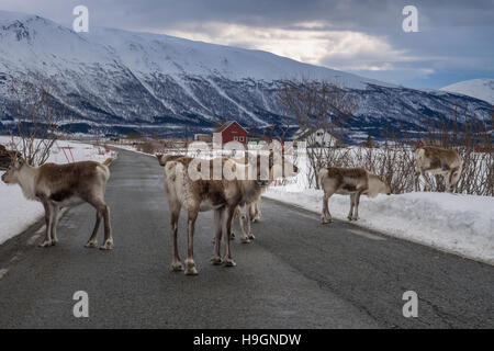 Reindeer blocking the road Stock Photo - Alamy